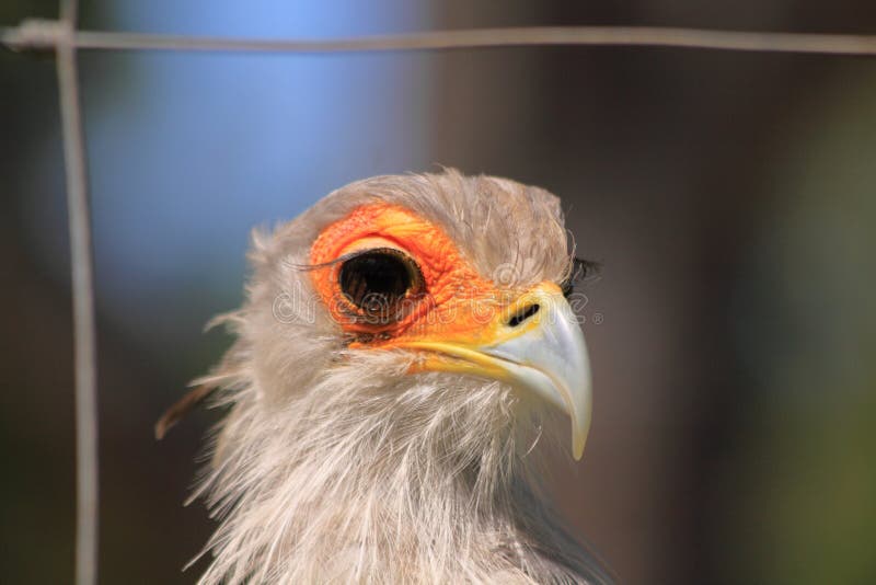 Captive secretary bird stock image. Image of eyelashes - 22399499