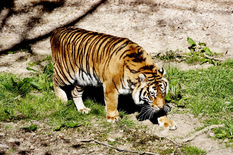 Tiger stock image. Image of mammal, beautiful, panthera - 105105227