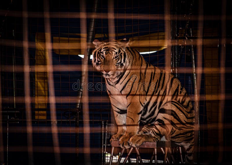 Captive Tiger stock image. Image of animal, tiger, circus - 266975847