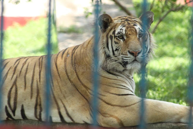 Captive Tigers. stock photo. Image of wildlife, captive - 185069426