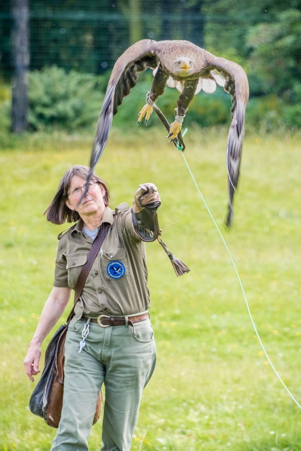 A Captive White-tailed Eagle Haliaeetus Albicilla is Launched for ...