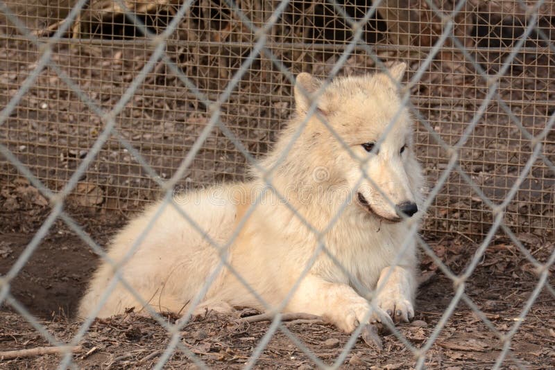 Captive White Wolf Looks through the Chain Link Fence Stock Image ...