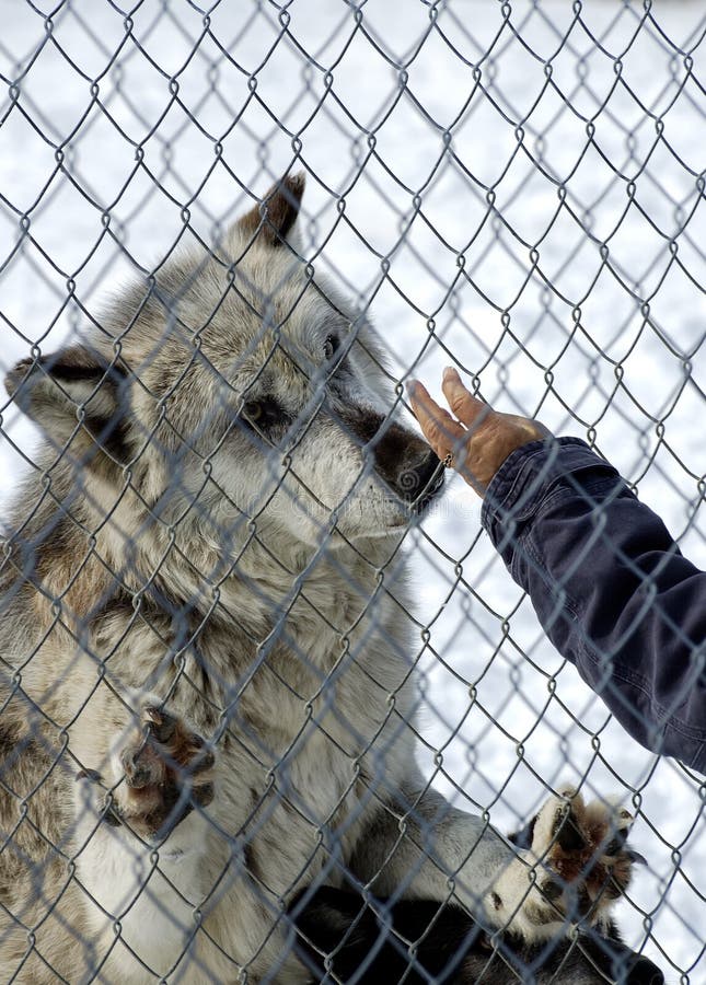 Captive Wolf stock photo. Image of animal, nature, captivity - 240246