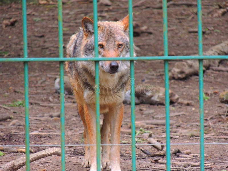 Captive Wolf in National Zoo, Washington DC Stock Photo - Image of ...