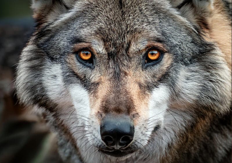 Captive Wolf in a Zoo, Close Up. Stock Photo - Image of face, beast ...