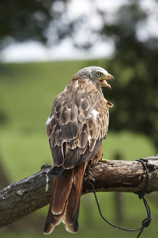 Young Red Kite Milvus Milvus Stock Photos - Free & Royalty-Free Stock ...