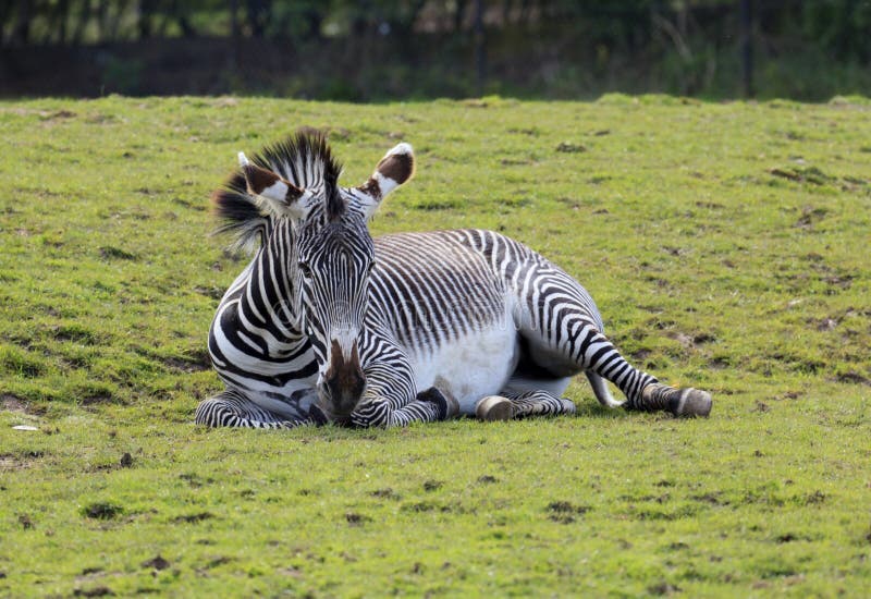 Captive Zebra stock photo. Image of chester, cheshire - 78939682