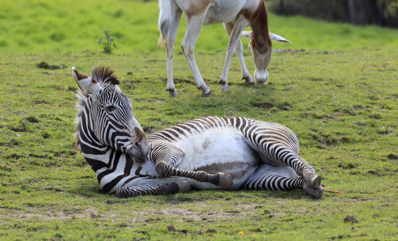 Captive Zebra stock image. Image of mammal, zebra, family - 78939919