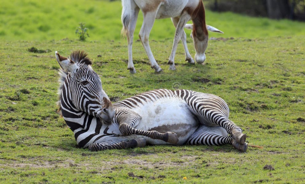 Captive Zebra stock image. Image of mammal, zebra, family - 78939919