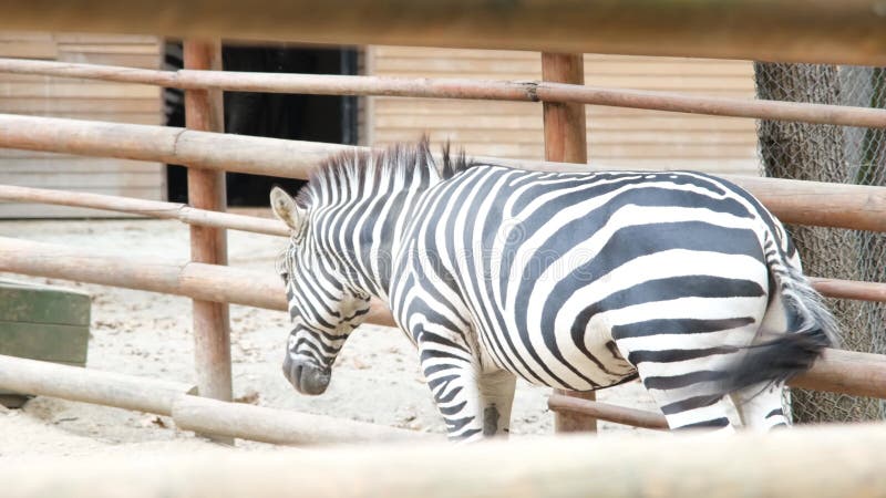 Captive zebra stock footage. Video of animal, habitat - 241249470