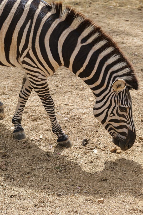 Zebras Posing Heads Together in Serengeti, Tanzania, Africa Stock Photo ...