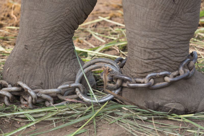Captivity; Elephant Chained Stock Image - Image of skin, nepal: 31648811