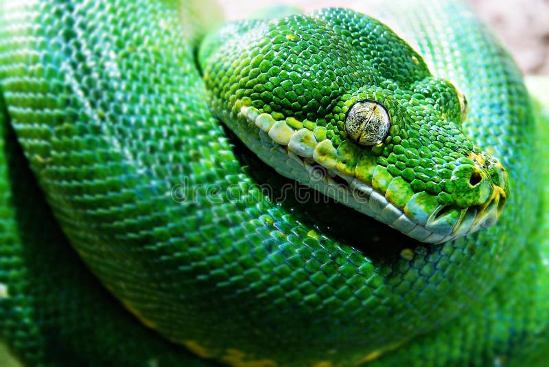 Pitón Verde Del árbol De La Serpiente Foto de archivo - Imagen de ...