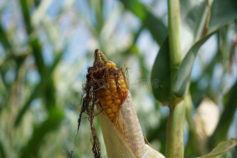 Captura De Milho Seco Num Campo Imagem de Stock - Imagem de seco ...