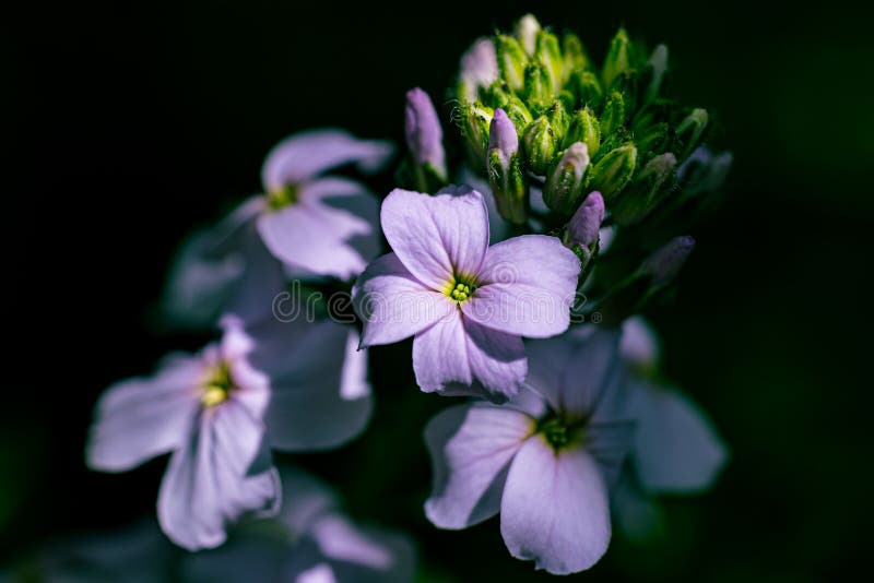 Captura De Pantalla De Malcolmia Maritima Imagen de archivo - Imagen de ...