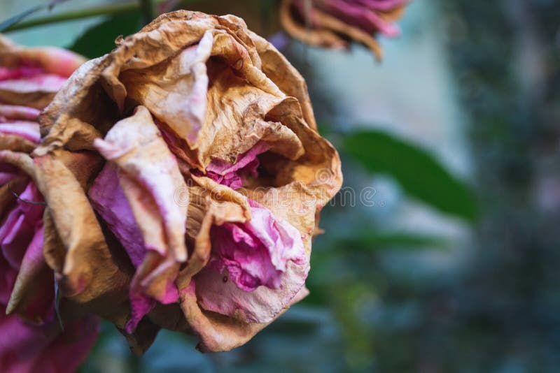Captura De Pantalla De Una Rosa Rosada Marchitada Imagen de archivo ...