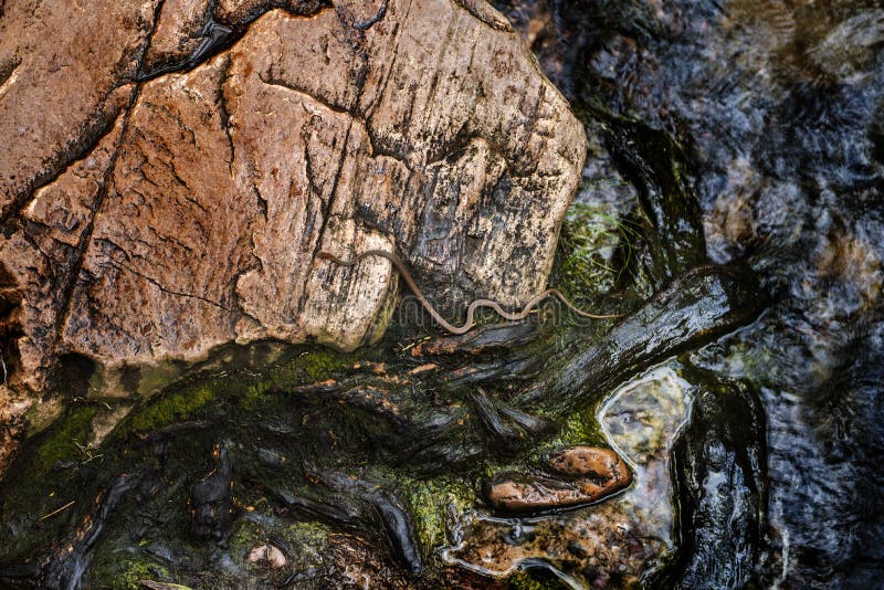 Serpiente sobre roca imagen de archivo. Imagen de amigos - 192048955