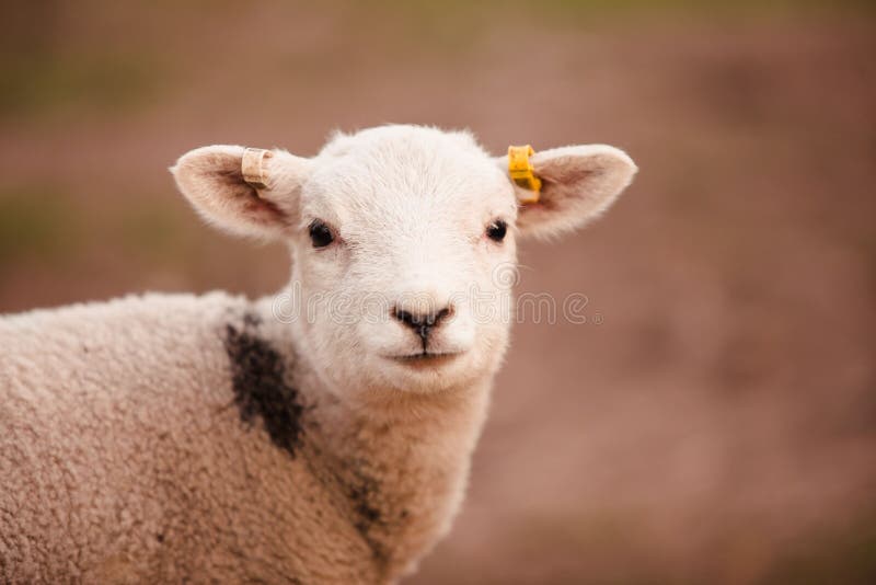 Captura De Un Adorable Cordero Blanco Foto de archivo - Imagen de ...