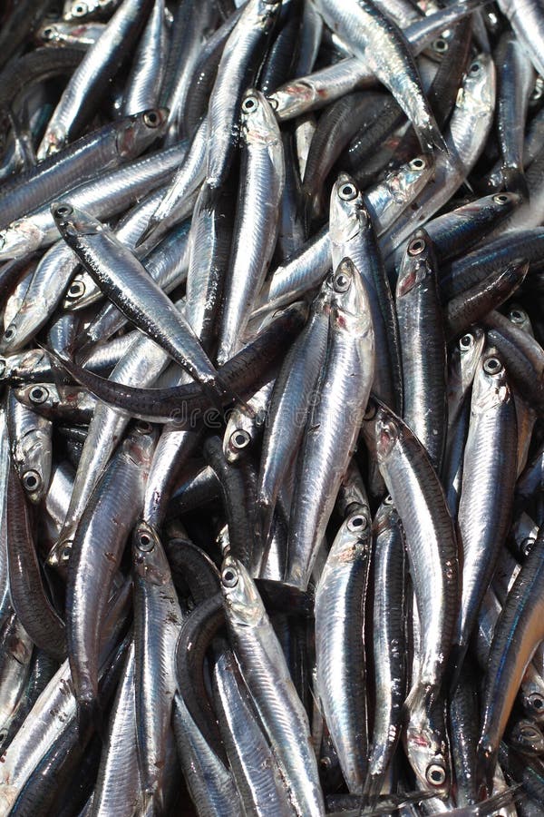 Captura fresca da anchova imagem de stock. Imagem de venda - 102315889