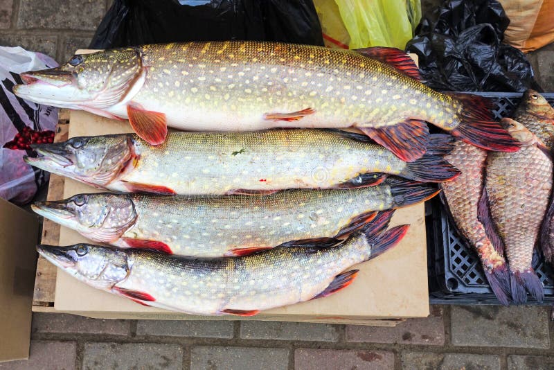 Captura Grande De Peixes Do Rio Imagem de Stock - Imagem de frescor ...