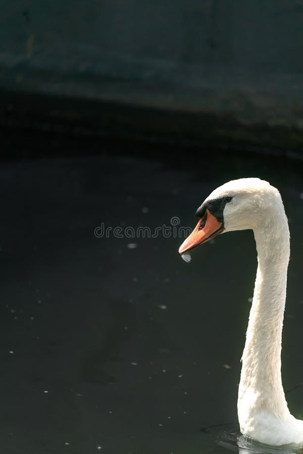 Captura Vertical De Un Hermoso Rostro De Cisne Blanco Foto de archivo ...
