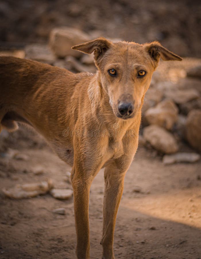 Captura Vertical De Un Perro Salvaje Moreno Delgado Foto de archivo ...