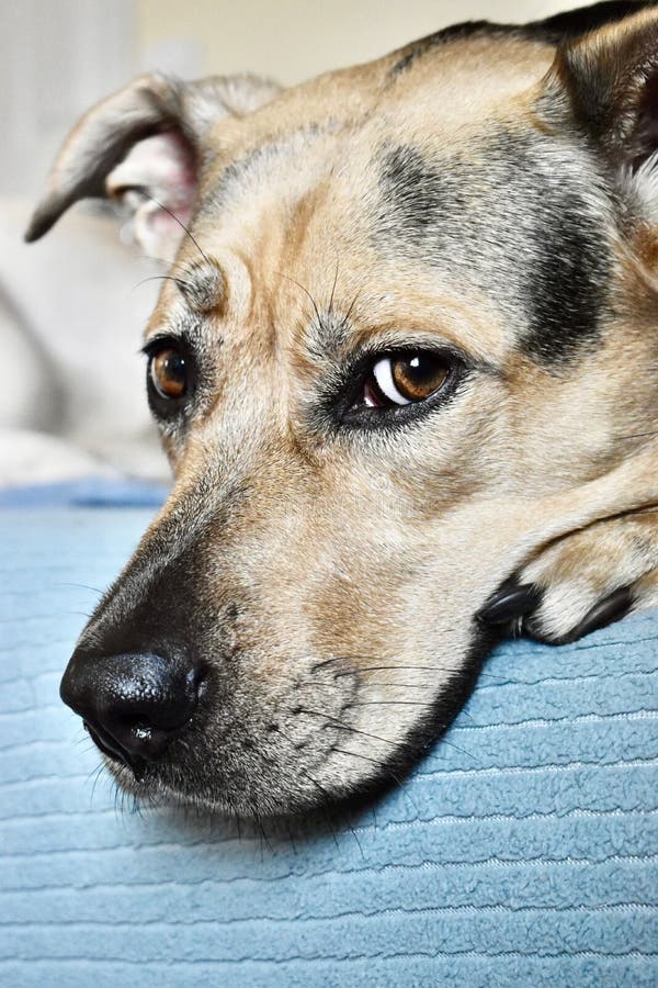 Captura Vertical De Una Adorable Cara De Perro Imagen de archivo ...