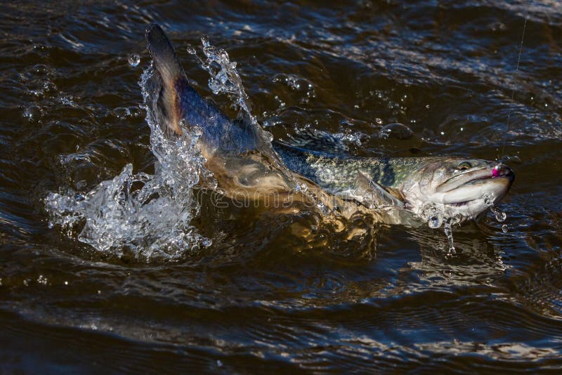 148 Big Fish Capture Fishing Stock Photos - Free & Royalty-Free Stock ...