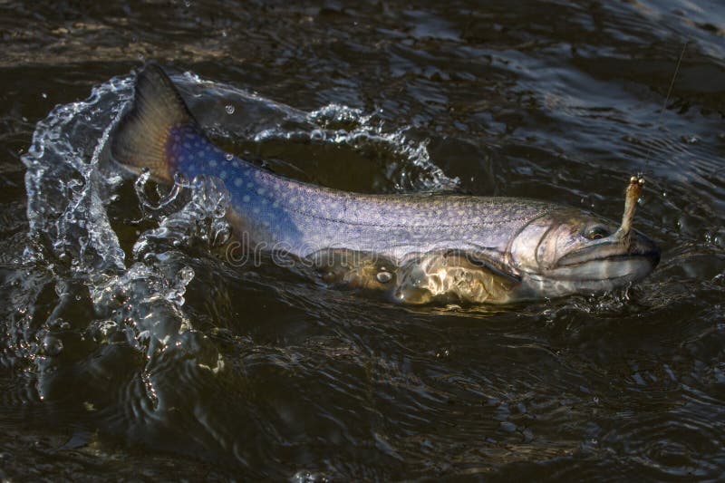 148 Big Fish Capture Fishing Stock Photos - Free & Royalty-Free Stock ...