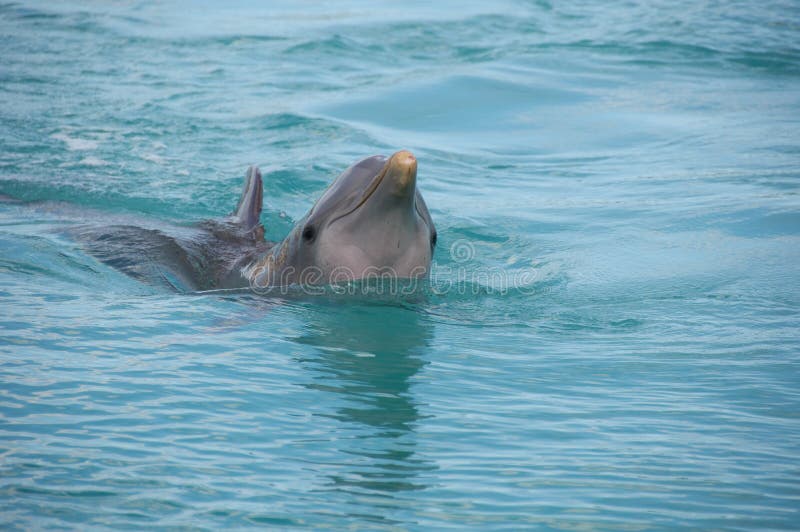 Capture of Dolphin in a Water Pool Stock Image - Image of life, pool ...
