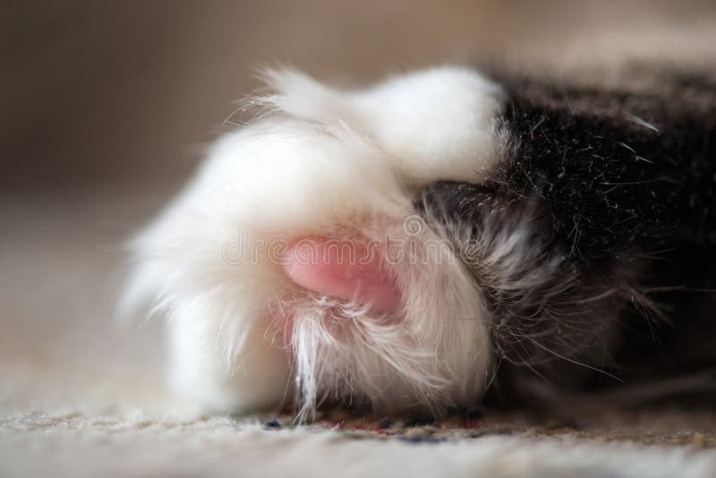 Macro des pattes de chat photo stock. Image du toned - 65139116