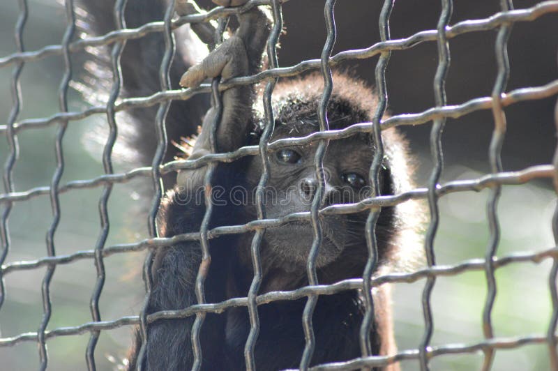 A Small, Black Monkey Holding on and Looking through a a Chain Link ...