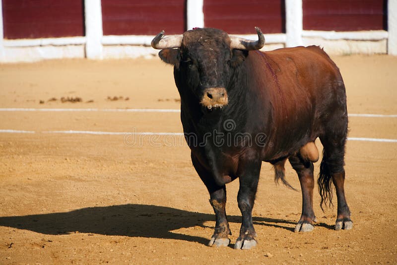 Capture of the Figure of a Brave Bull in a Bullfight Stock Image ...