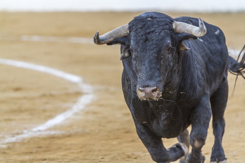 Capture of the Figure of a Brave Bull in a Bullfight Stock Photo ...