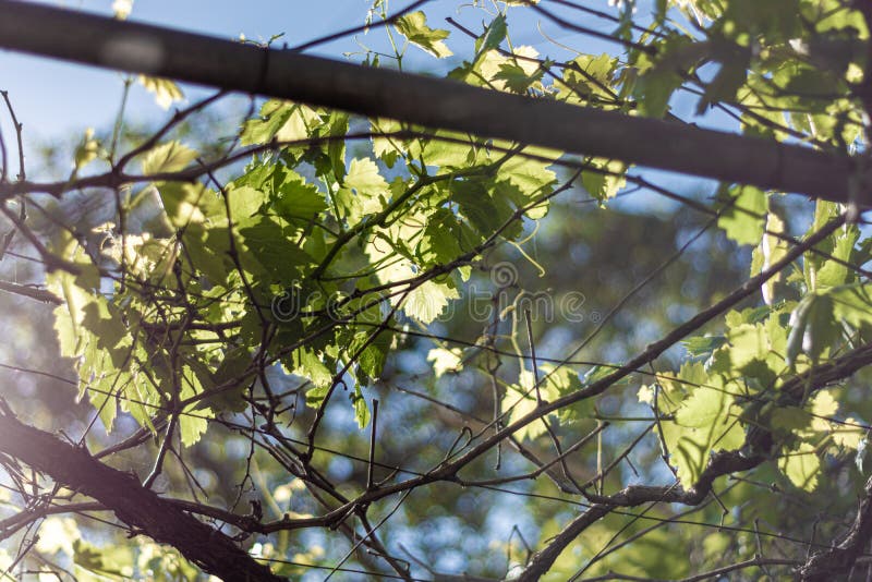 Vine Closeup in Spring 2019 Stock Image - Image of color, grapes: 148390791