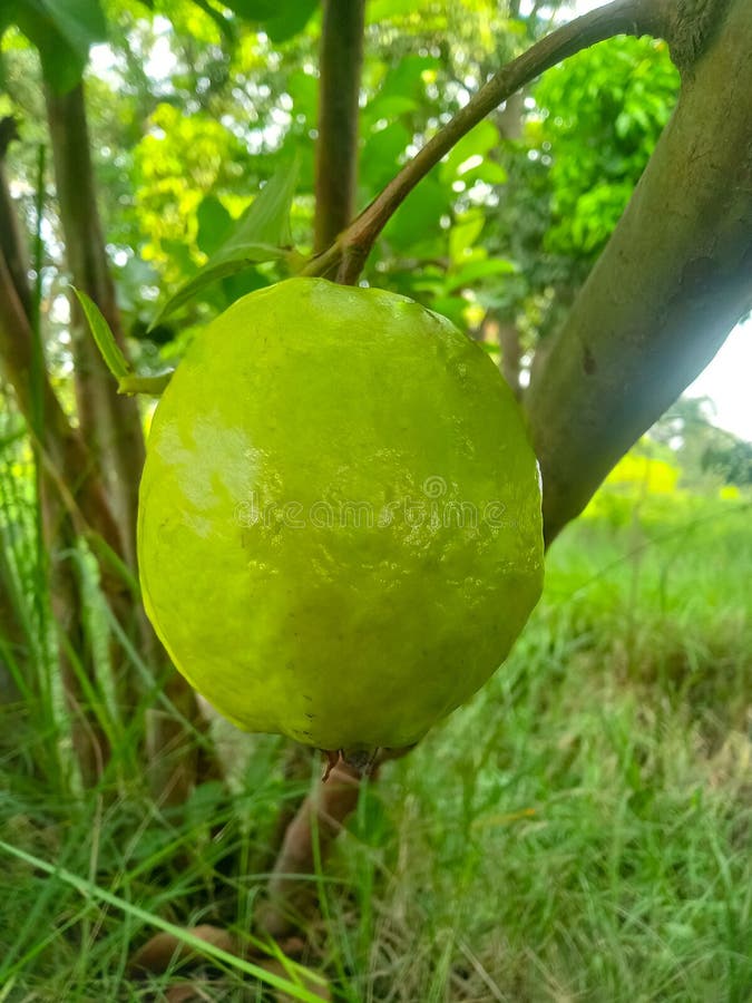 Capture of Guavas Hanging on the Tree S Branch. Hanging Guava Fruit ...
