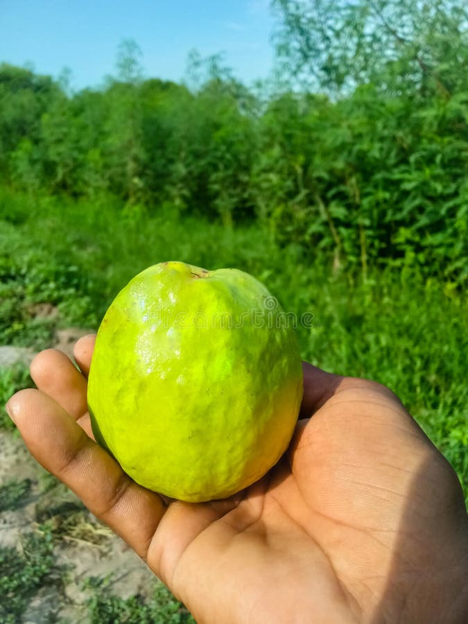 Capture of Guavas Hanging on the Tree& X27;s Branch. Hanging Guava ...