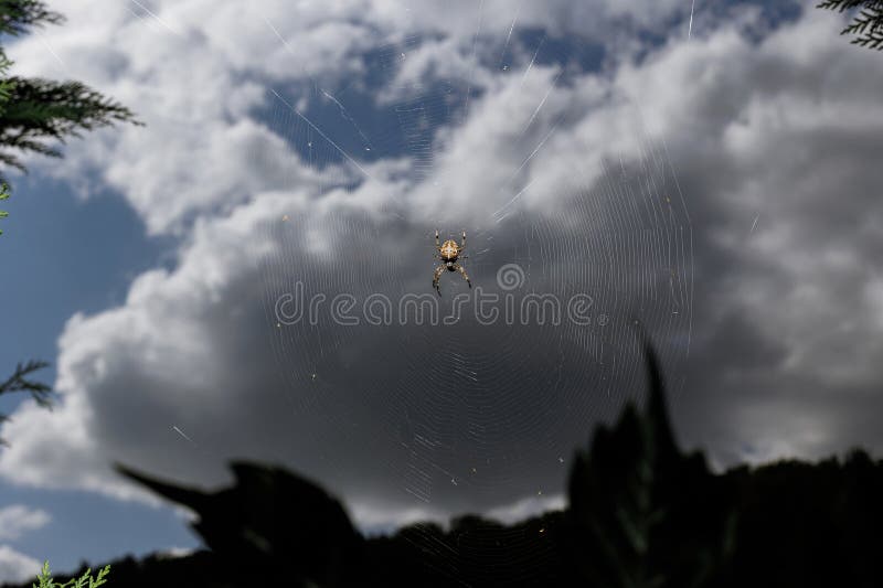 Skybound Weaver: Macro Shot of Spider Amidst Blue Sky Stock Photo ...