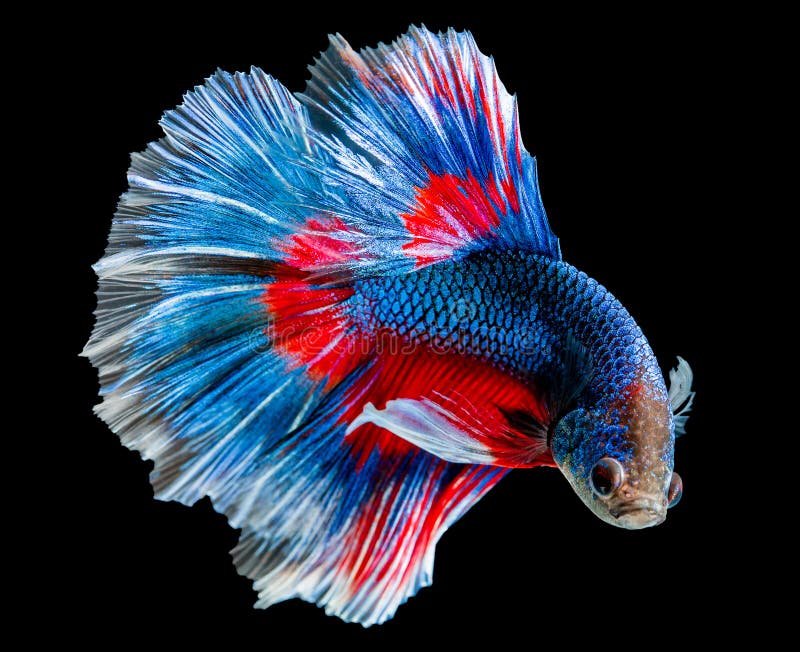Capture the Moving Moment of Blue Siamese Fighting Fish Stock Photo ...