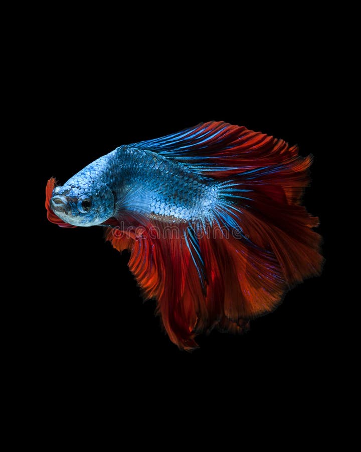 Capture the Moving Moment of Red-blue Siamese Fighting Fish Stock Photo ...