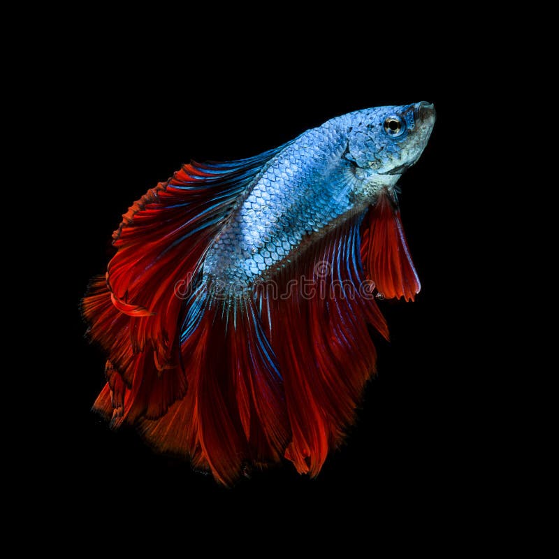 Red and Blue Siamese Fighting Fish, Betta Fish Isolated on Black Stock ...