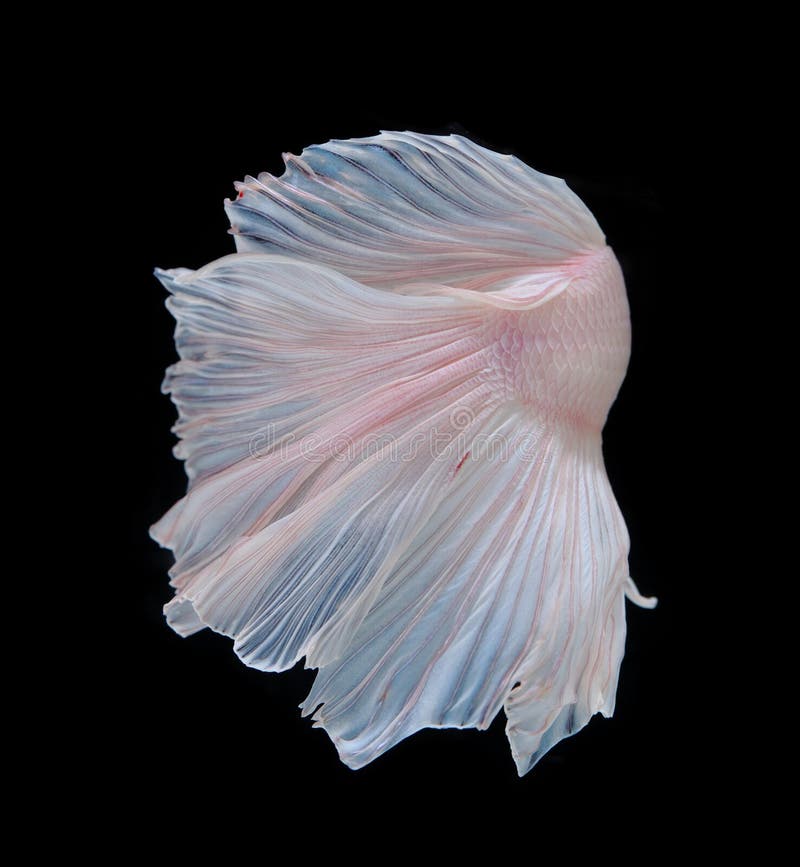 White Siamese Fighting Fish, Betta Fish Isolated on Black Backgr Stock ...