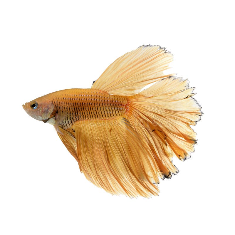 Yellow Orange Betta Fish