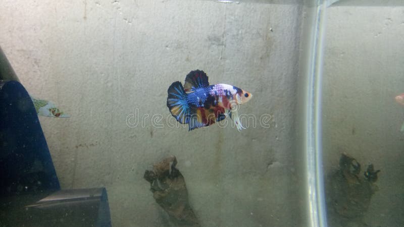 Capture the Moving Moments of Multi-colored Betta Fish, Betta Fish ...
