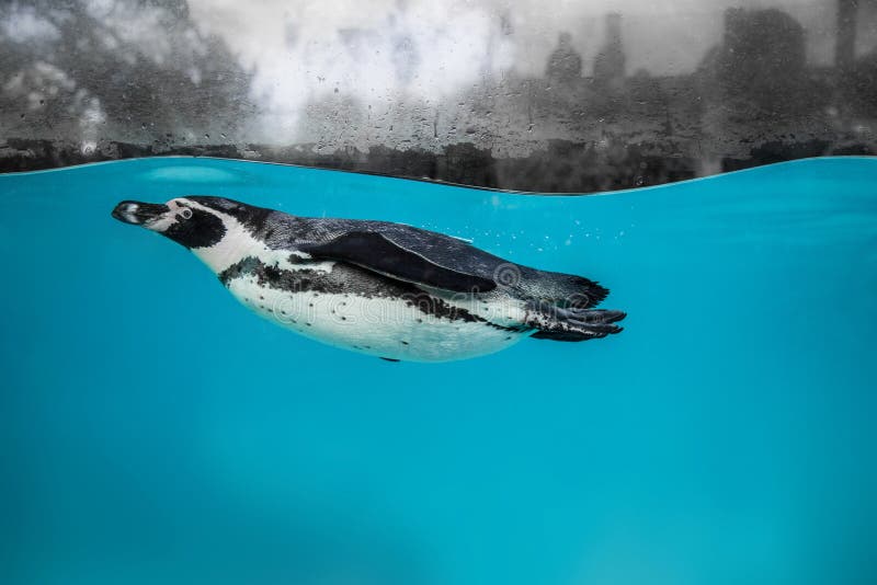 Penguin in water stock image. Image of london, mammal - 333518667
