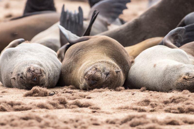 3 Seals Relaxed on Their Back Stock Image - Image of grass, female ...
