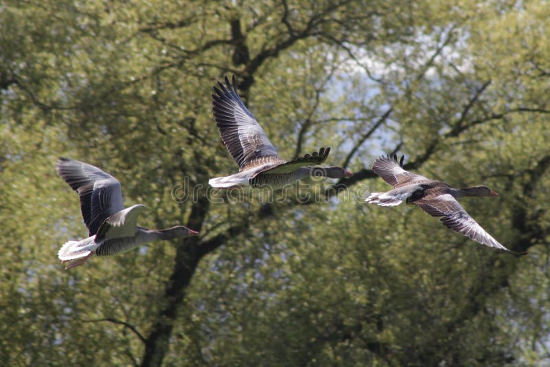 Three Flying Geese stock image. Image of anser, light - 127914427
