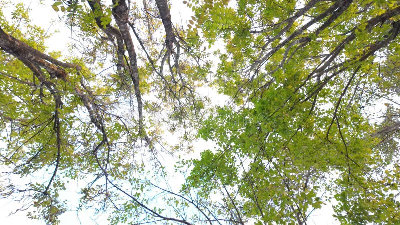 Tree Canopy Skyview in Park Stock Footage - Video of light, forest ...