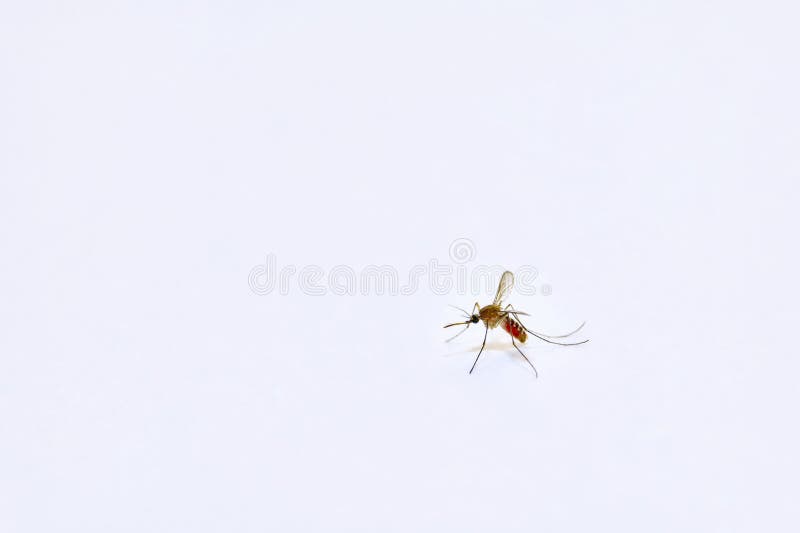 Ethereal Mosquito in Flight Stock Photo - Image of focus, hovering ...