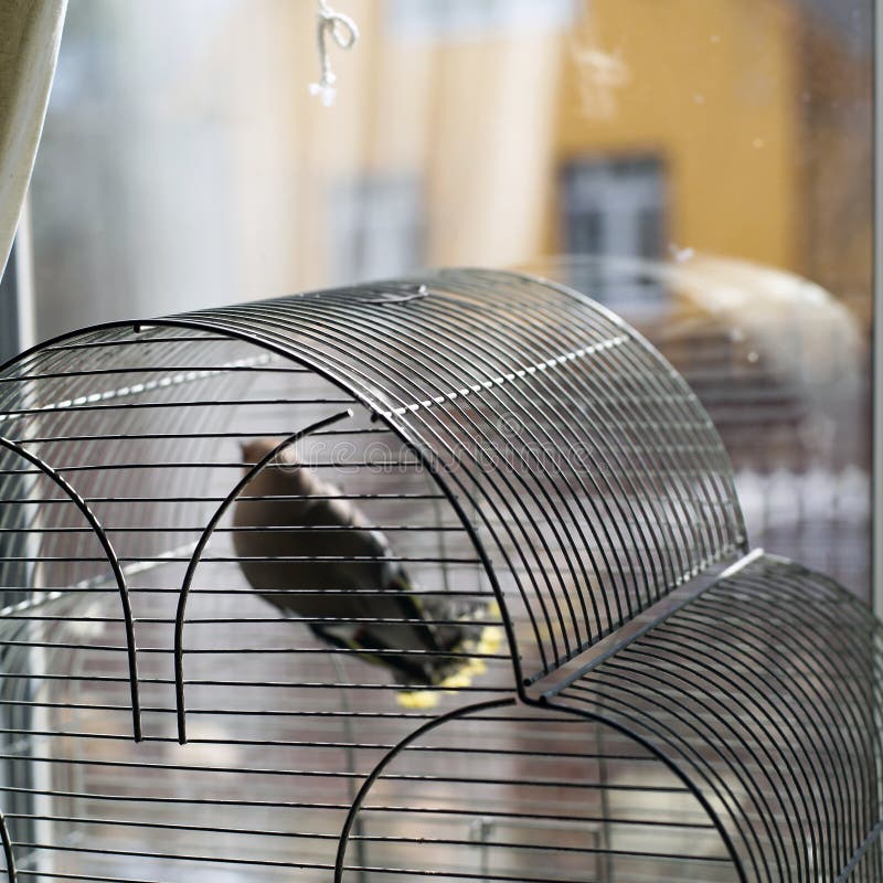 Captured bird in a cage stock photo. Image of bird, home - 170574302
